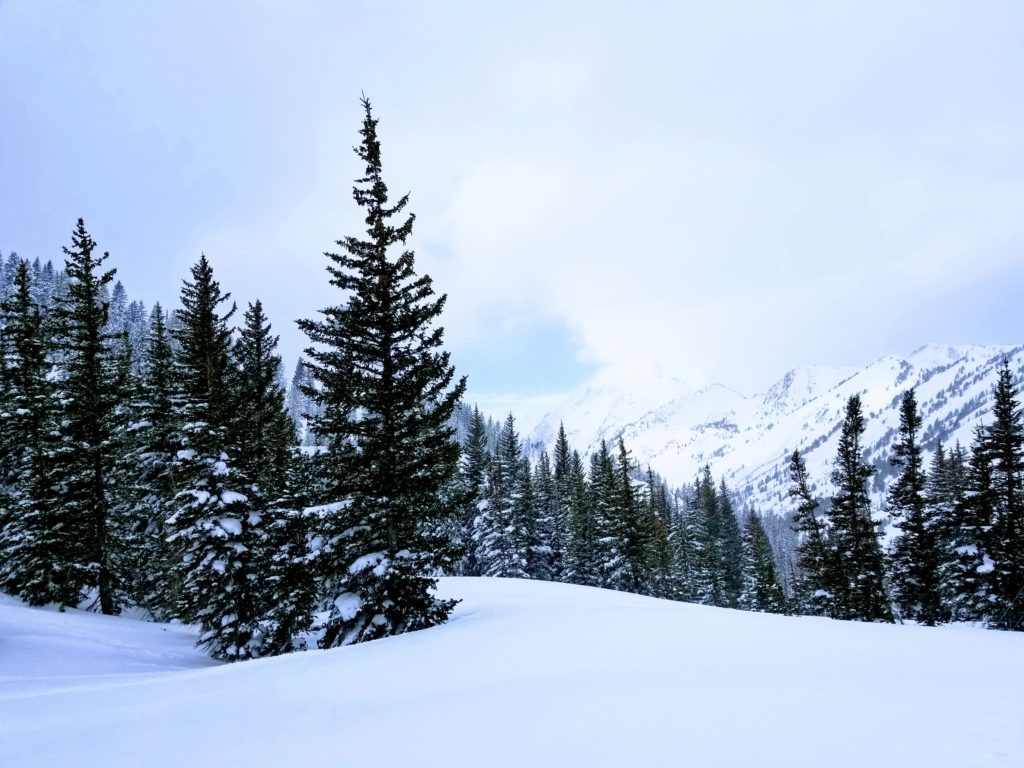 Home - Alta Pine Capital
